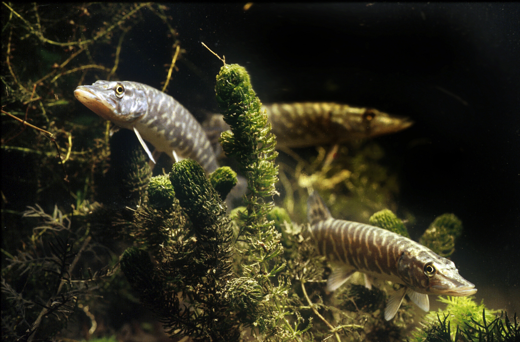 Levensgemeenschap van de vis