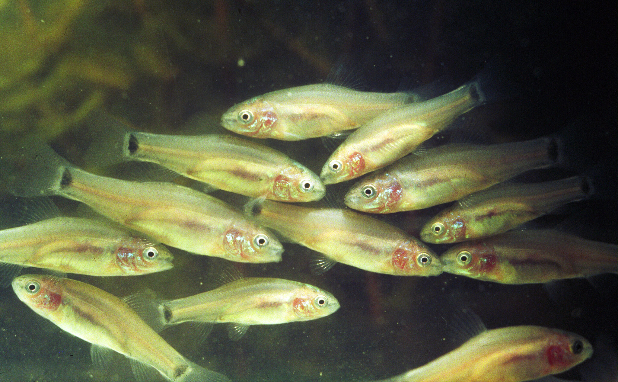 Vissoorten - Stekkie.nl