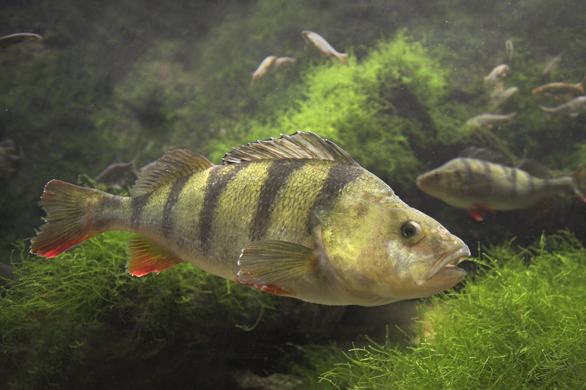 5 weetjes over de baars, de kleurrijke jager met lef! - Stekkie.nl